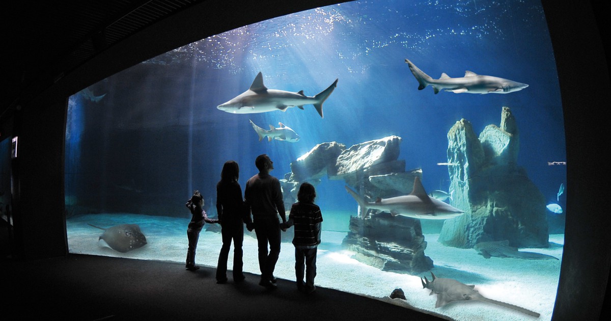 Acquario di Genova Since '92 | Aquarium of Genoa