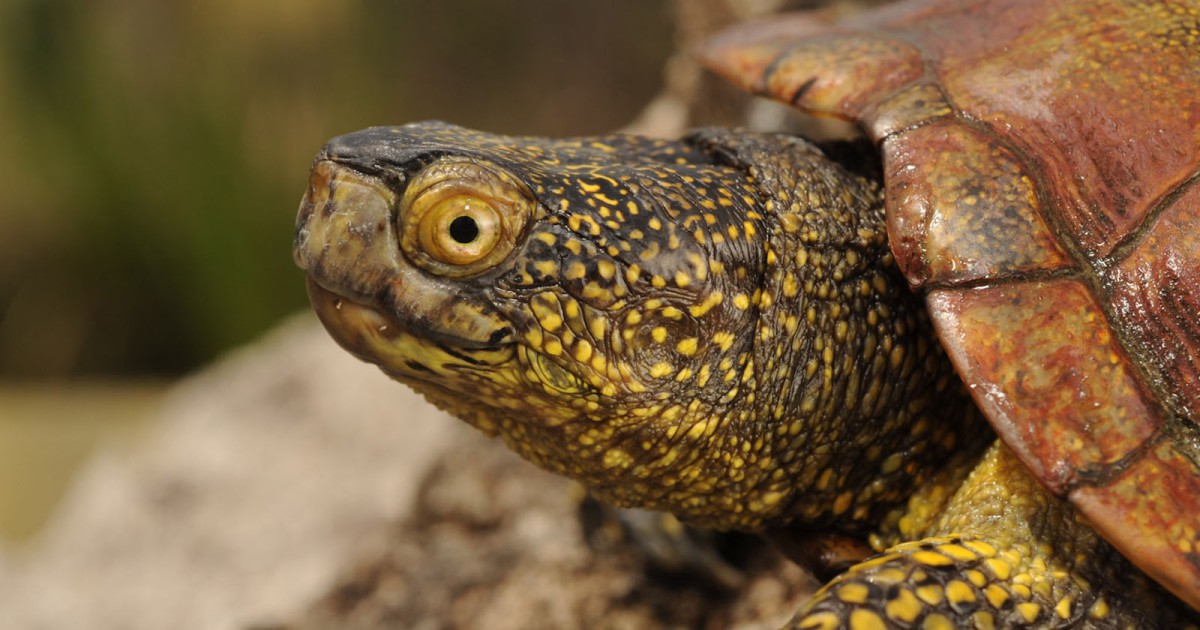 The European Pond Turtle | Aquarium of Genoa