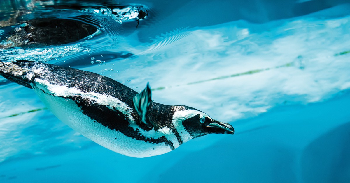 Cold Seas | Aquarium of Genoa