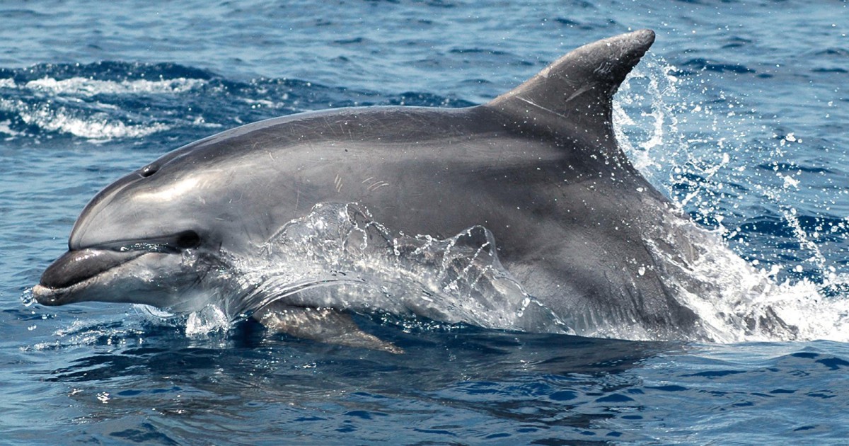 Bottlenose Dolphin | Aquarium of Genoa